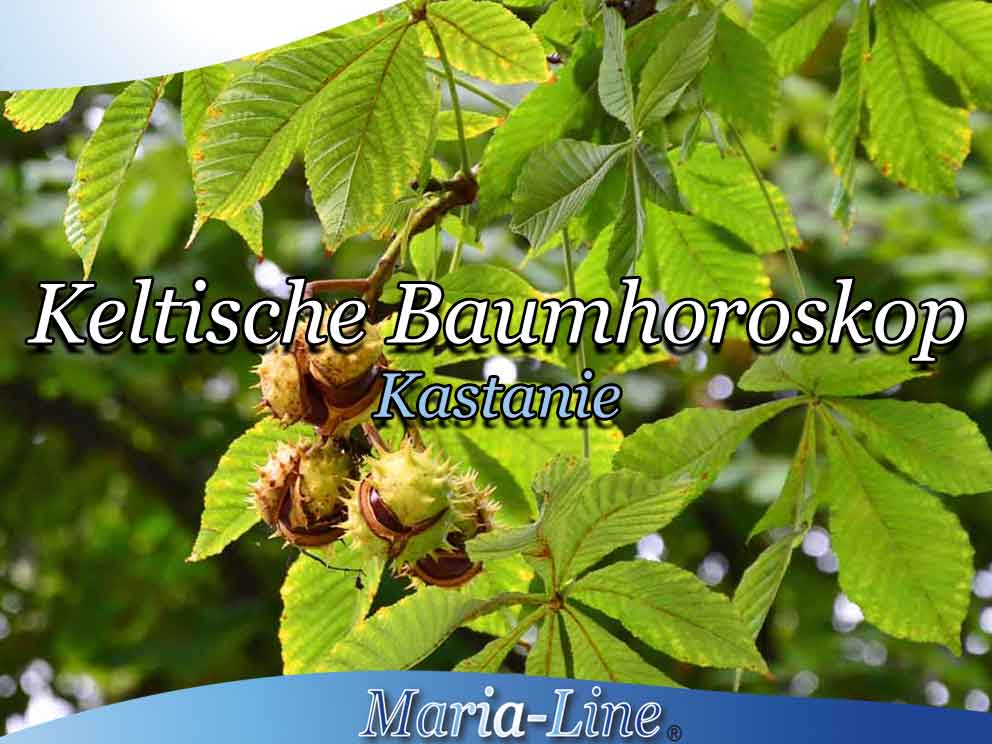 Kastanie - Das keltische Baumhoroskop