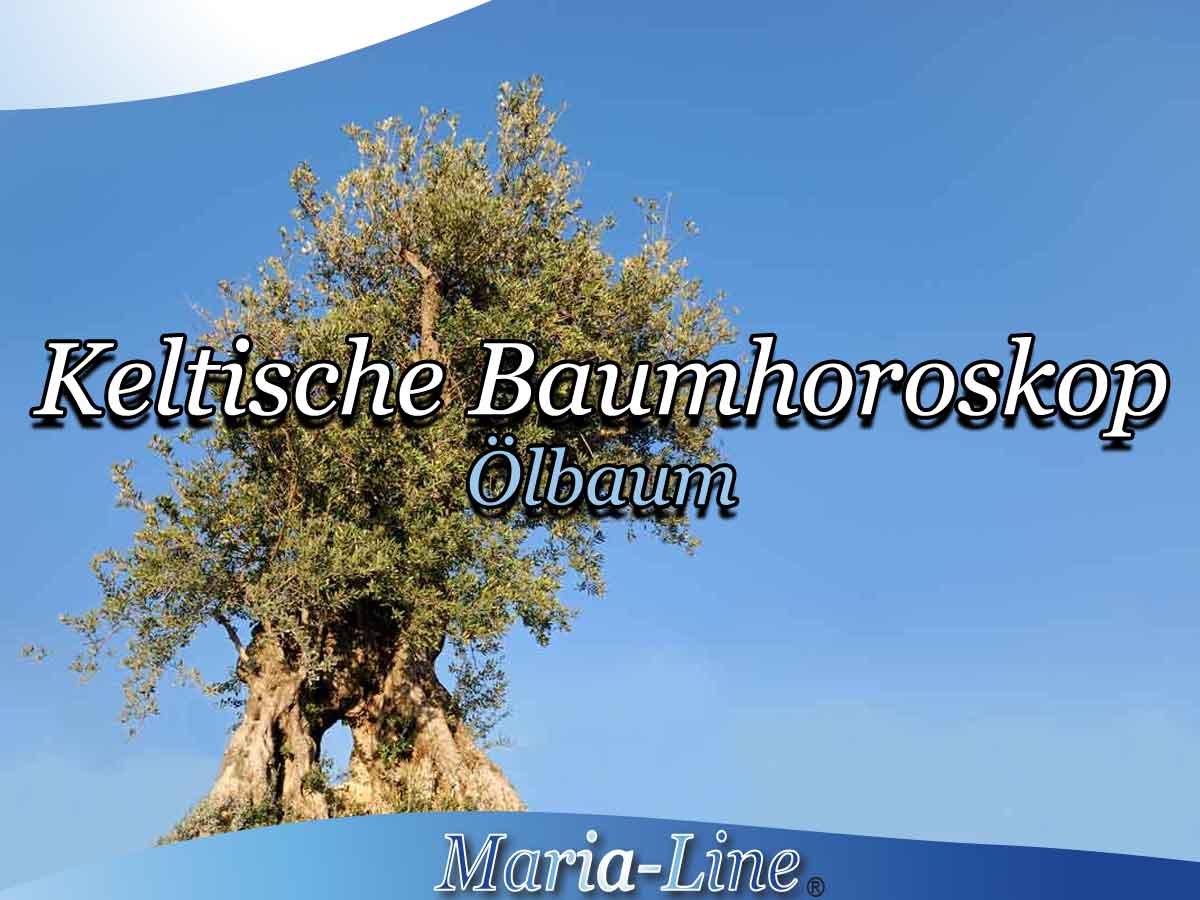Ölbaum - Das keltische Baumhoroskop
